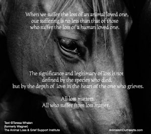 Why Animal Loss is Different & How to Navigate Its Unique Challenges ...